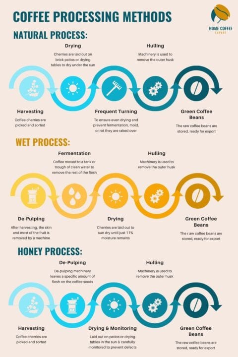 Coffee Processing Methods 101: Washed vs Natural vs Honey