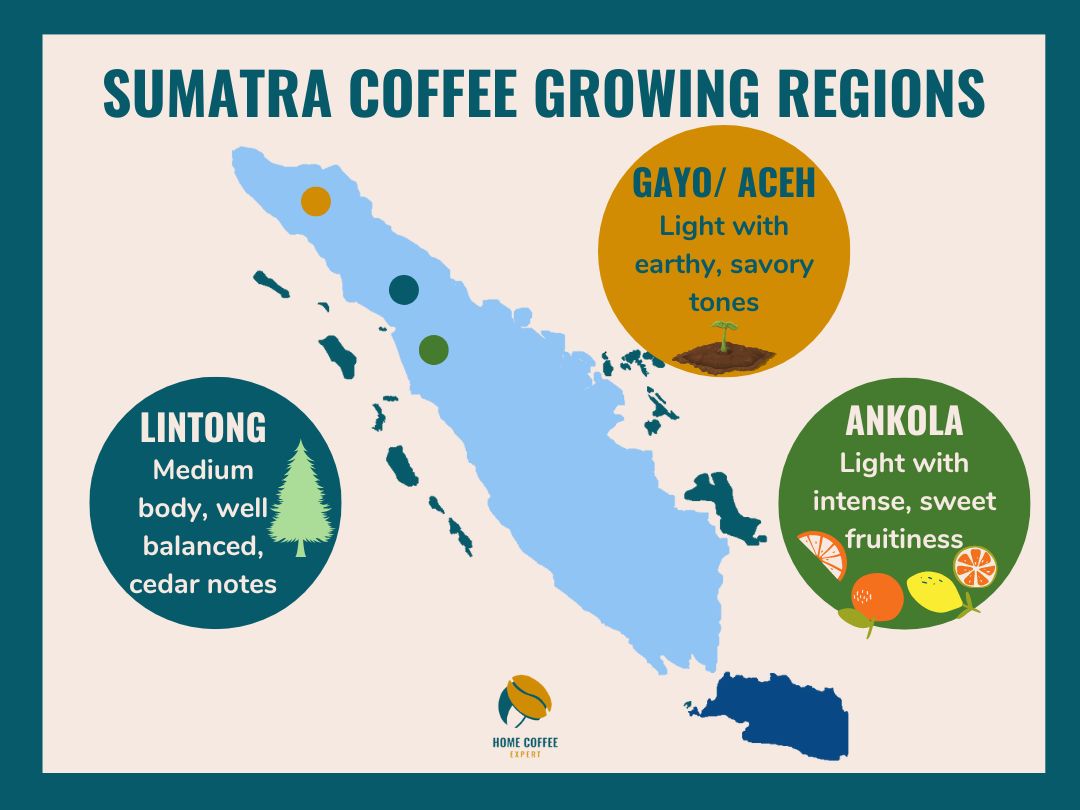 Sumatra Coffee Is This Bold And Unique Coffee For You 