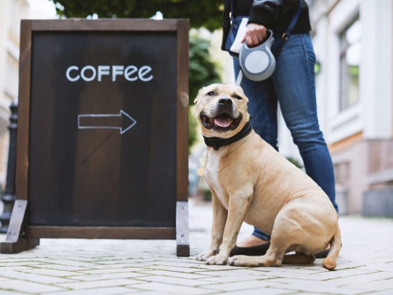 101+ Pawsome Coffee Names for Dogs [The Ultimate List]